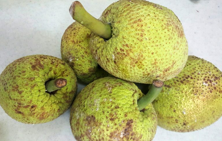 Banbukeylu kanney dhelonu (breadfruit curry) Recipe - Maldives Cook